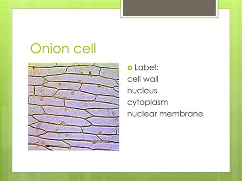 Ppt Activity 38 Microbes Plants And You Powerpoint Presentation