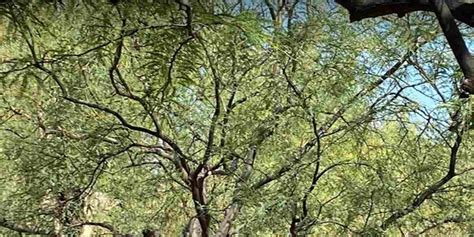 Leaf Scars On Trees What Phoenix Residents Should Know