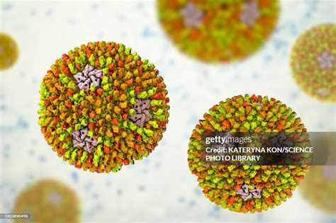 Reovirus Illustration High Res Vector Graphic Getty Images
