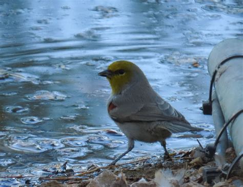 The American Southwest Group A Verdin Facebook