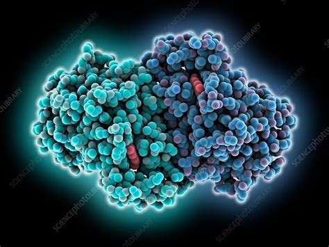 Sepiapterin Reductase Molecule Stock Image C0355565 Science Photo Library