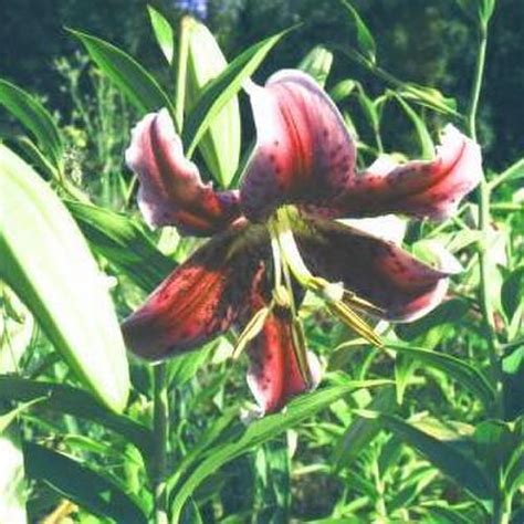 Lily Lilium Ruby Empress In The Lilies Database