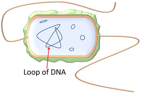 Loop Of Dna Key Stage Wiki
