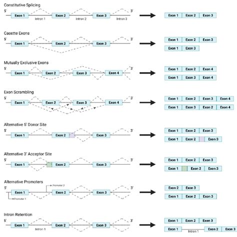 A Schematic Overview Of The Commonly Observed Splicing Patterns