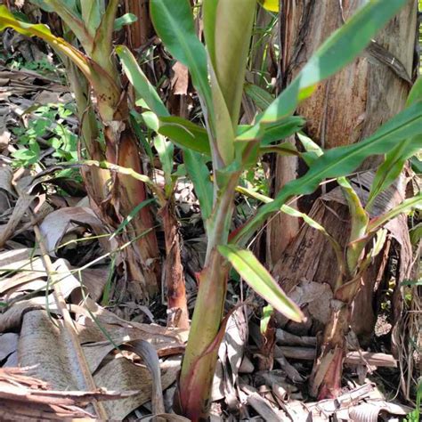 Jual Bibit Pisang Muli Barlin Ulin Gadis Senorita Banana Di Seller Paddy Coco Banana