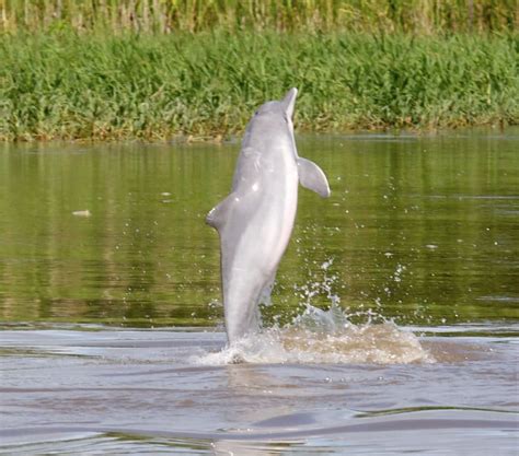 Tucuxi Whale And Dolphin Conservation Usa