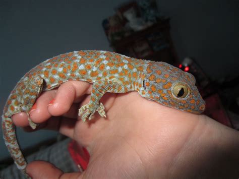 Tokay Gecko Facts And Pictures