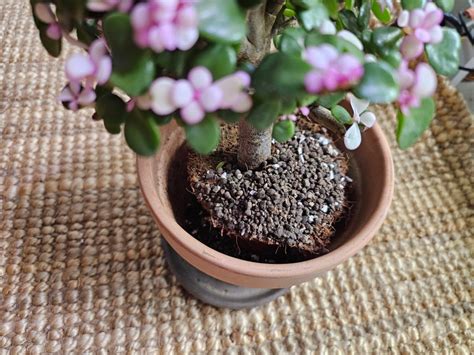 예쁜 다육이 화분분갈이 은행목 핑크아악무 키우기 다육식물 분갈이 마사토 다육이흙 네이버 블로그