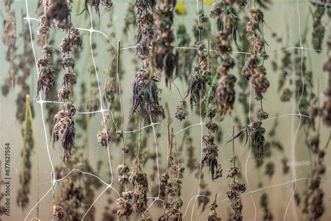 Dry Cannabis Flowers Plant Closeup With Fresh Fan Leaves Cola Pistil Trichomes And Sugar Leaves