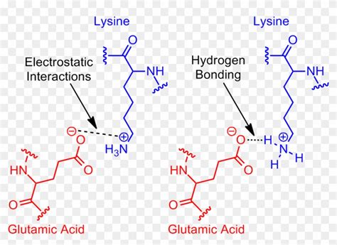 Next Revisit Glutamic Acid Lysine Salt Bridge Salt Bridge Protein Clipart 518087 Pikpng