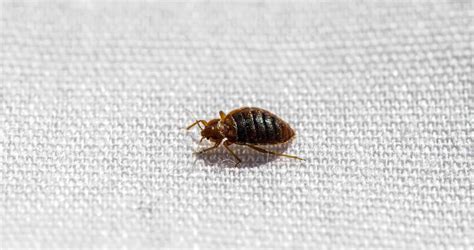 What Temperature Kills Bed Bugs Heat Vs Cold