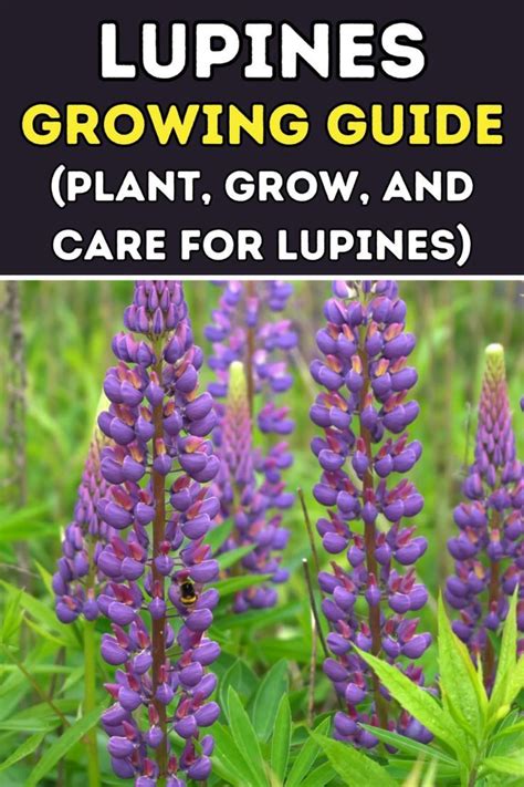 How To Grow Lupines Planting And Care Artofit