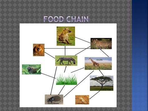 African Wild Dog Food Web