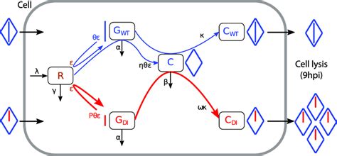Flow Diagram Of The Model Eqs 1 6 State Variables Resource