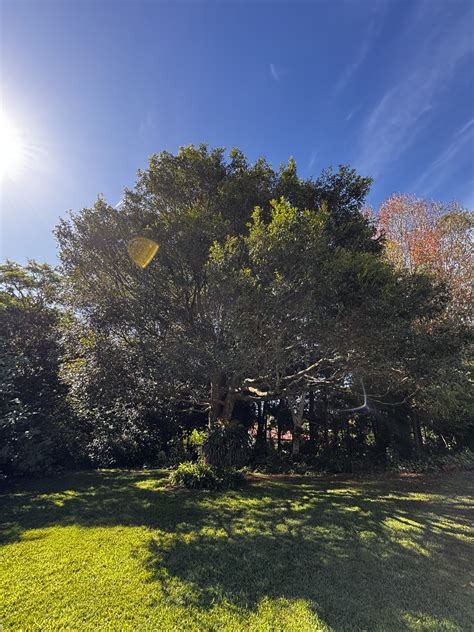 Tree Cabling Service Gold Coast Tree Bracing Service Tree Essence