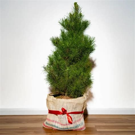 Radiata Pine Potted Pines