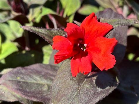 Lychnis X Haageana Lumina Bronze Leaf Red Catchfly Keeping It Green Nursery