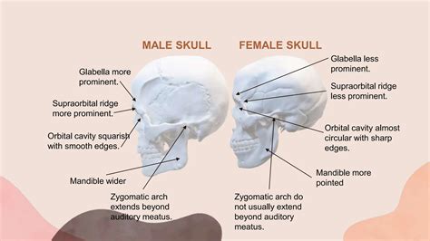 Sex Determination Through Human Skullpptx