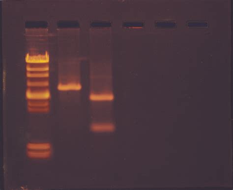 Principles Of Gel Filtration Chromatography Biotek