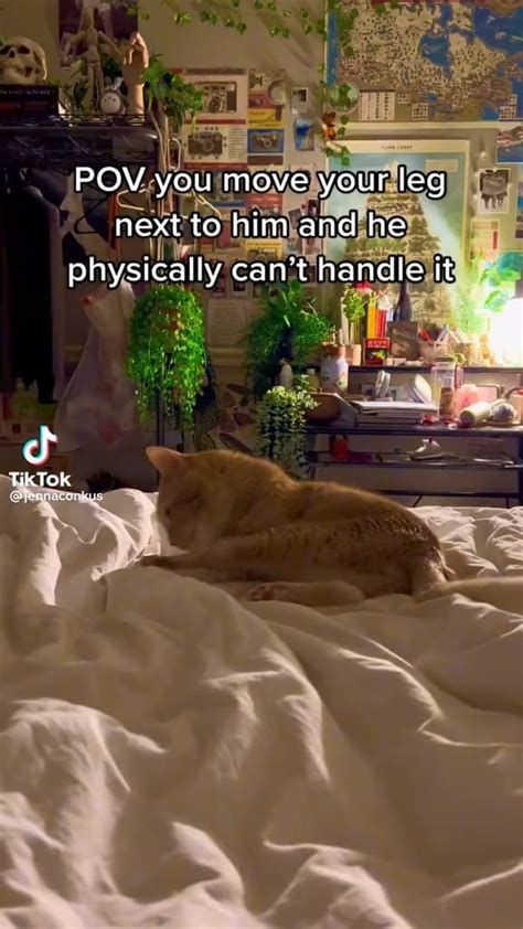 Typical Orange🍊 Behavior Roneorangebraincell