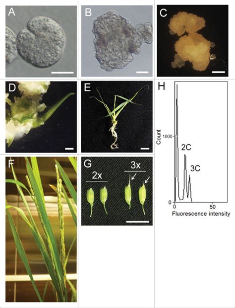Formation Of Triploid Plants Via Possible Polyspermy Pmc