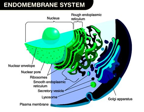 Endomembrane System Components And Functions