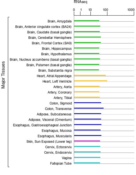 Pdha1 Gene Genecards Odpa Protein Odpa Antibody