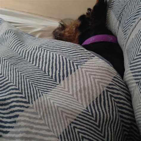 Ruby In Bed Sleeping By Hazel12341 On Deviantart