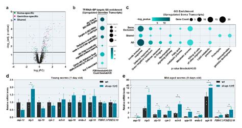 Reduced Function Of Dcap 1 Alters Gene Expression A Differentially