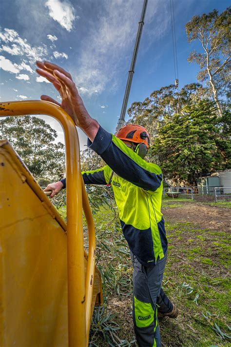 Gallery Mps Tree Services
