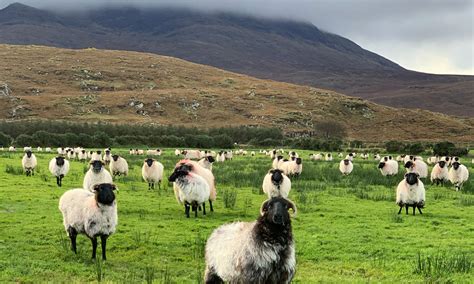 Farm Sheep