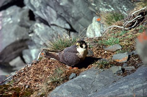 Peregrine Falcons A Conservation Comeback Story Wwfca