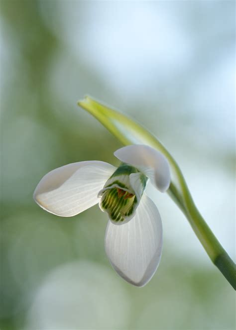 Snowdrop 待雪草） 待雪草 （スノードロップ） ヒガンバナ科 学名 Galanthus Nivalis Myu Myu Flickr