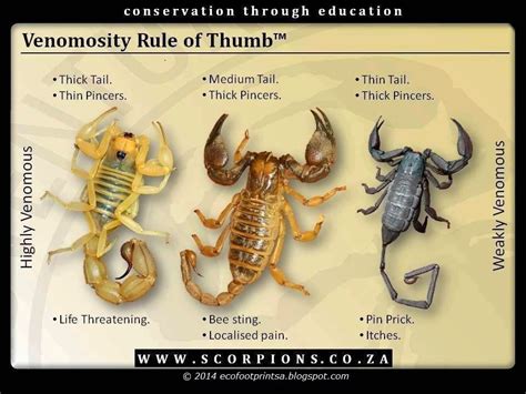 Scorpion Identification Artofit