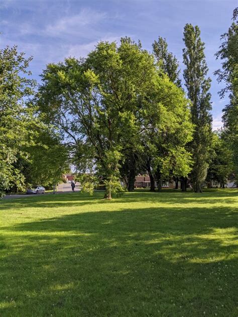 Trees © Bob Harvey Cc By Sa 2 0 Geograph Britain And Ireland