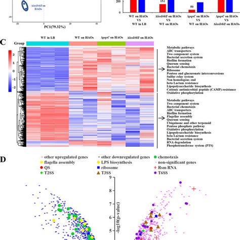 Global Transcriptomic Analysis Of Haos That Were Exposed To P