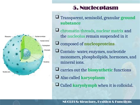Nucleuspptx Cell And Cell Biology Pptx