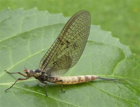Green Drake Mayfly Facts Identification And Pictures