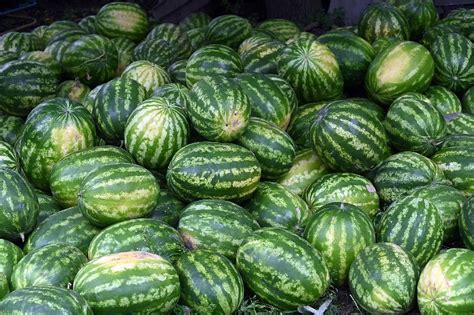 "Магнит" продал 73 т арбузов из партии, которой предположительно ...