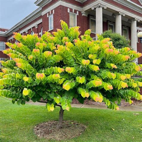 15 Trees That Drop Gorgeous Leaves All Year Not Just Fall Plantisima