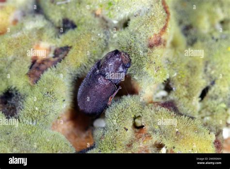 Cis Boleti Beetle Within Bracket Fungus Minute Tree Fungus Beetles