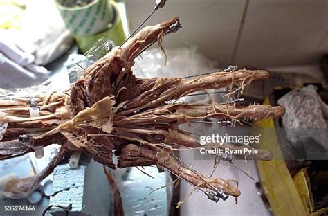 Body Worlds Plastination Center Photos And Premium High Res Pictures