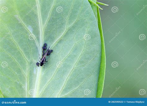 Bean Aphid Or Black Bean Aphids Aphis Fabae A Colony Of Wingless