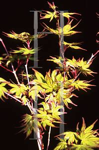 Horticopia® Acer Palmatum Karasu Gawa Japanese Maple