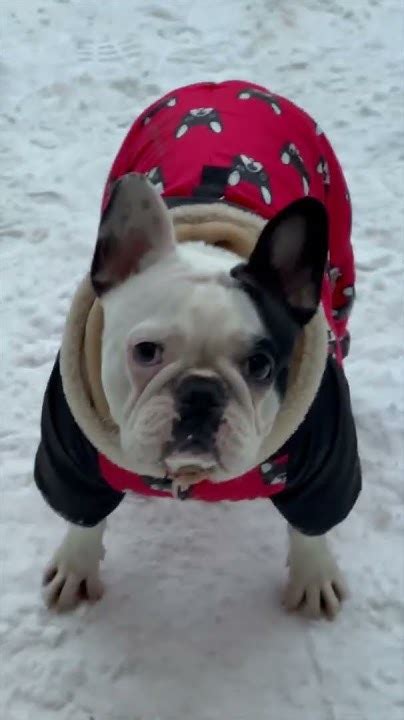 французскийбульдог бульдоги домашниеживотные бульдожка сфинксы Youtube