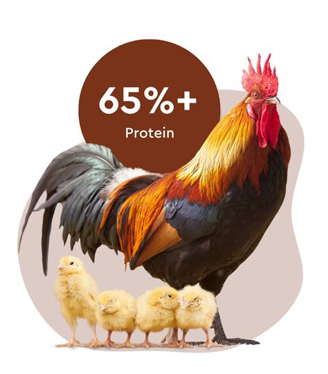 Defatted Silkworm Pupae Meal Loopworm