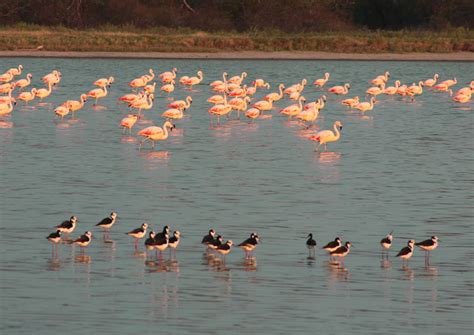 Estrenarán Documental Sobre Flora Y Fauna Del Chaco Rcc
