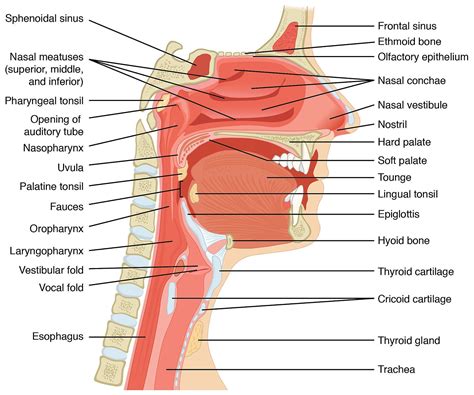 The Oral Cavity And Pharynx Simplemed