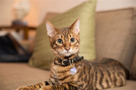 16 Fascinating Facts About Toygers The Mini Tigers You Can Keep At