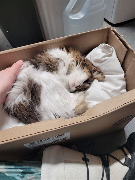 Mimi Crossed The Rainbow Bridge Today At 16 Rseniorkitties